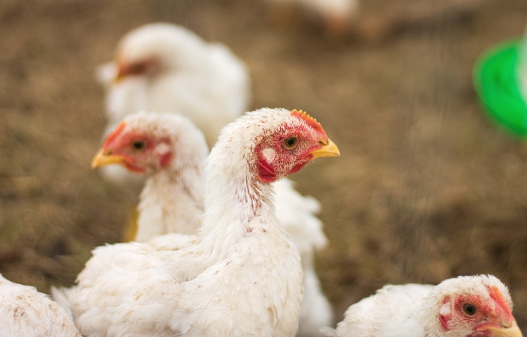 Raising Cornish-Cross Meat Birds: Week 5 | Nourishing Days