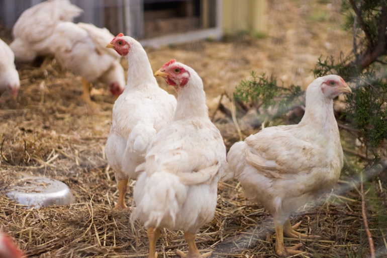 Raising Cornish-Cross Meat Birds: Week 9 | Nourishing Days